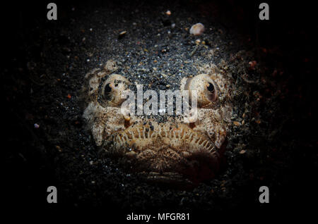 Facial view of a reticulate stargazer (Uranoscopus sp.) buried in sand ...