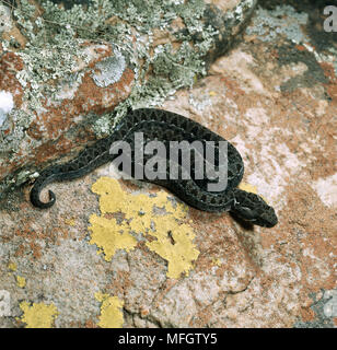 Berg Adder (Bitis atropos Stock Photo - Alamy