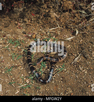 Sundevalls garter snake (Elapsoidea sundevalli sundevalli Stock Photo ...