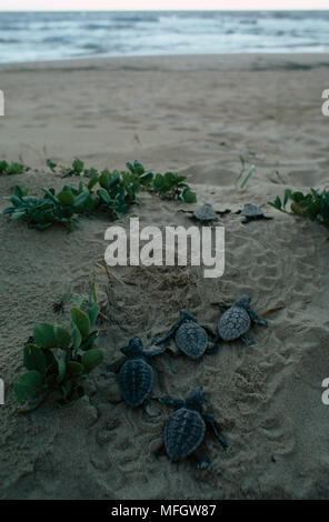 Newly hatched baby Loggerhead turtle toward the ocean Stock Photo - Alamy