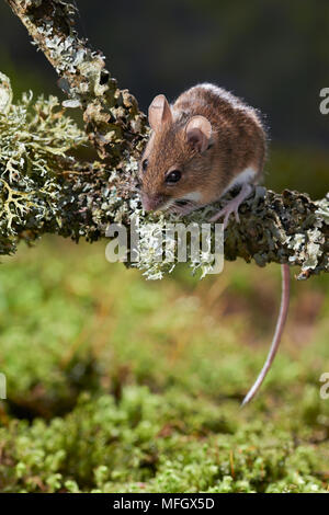 Wood Mouse (Apodemus sylvaticus), Sussex, England Stock Photo - Alamy