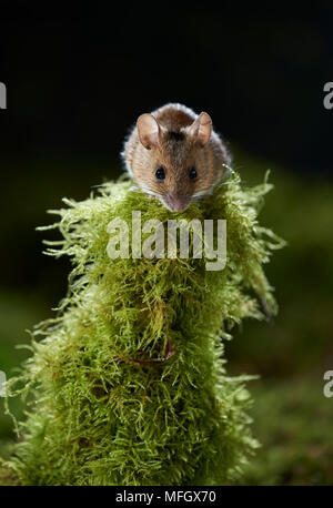 Wood Mouse (Apodemus sylvaticus), Sussex, England Stock Photo - Alamy