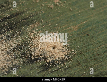 Woodworm beetle (Anobium punctatum) larva exposed in its gallery inside ...
