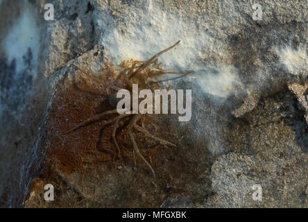 Mediterranean recluse spider (Loxosceles rufescens) guarding eggs ...