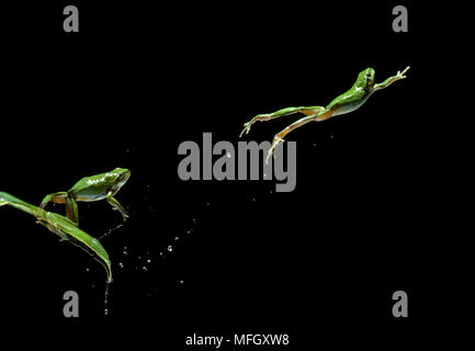 Leaping European tree frog Stock Photo - Alamy