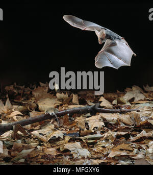 FALSE VAMPIRE BAT eating mouse Megaderma lyra India Stock Photo - Alamy