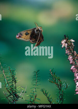 EMPEROR MOTH Saturnia pavonia in flight Stock Photo - Alamy