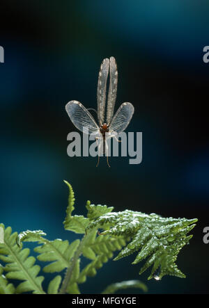Giant Lacewing, Osmylus fulvicephalus, flying insect on branch Stock ...