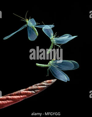GREEN LACEWING in flight Chrysopa sp Stock Photo - Alamy