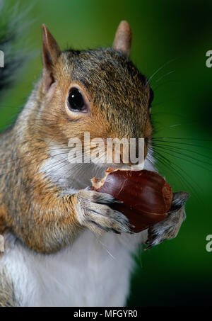 Portrait of a Grey Squirrel eating Chestnuts in Autumn Stock Photo ...