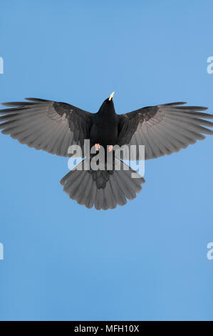 Alpine choughs, Pyrrhocorax graculus in flight over larch tree in ...