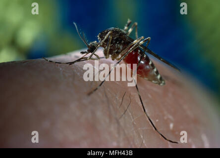 Mosquito - female feeding on human arm Stock Photo - Alamy