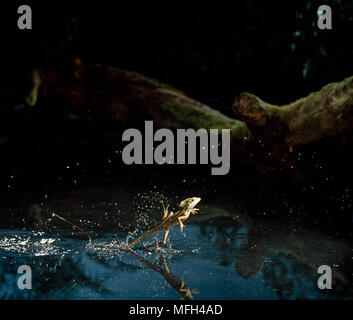 Basilisk Lizard (Basiliscus sp) running across water, native to Central ...