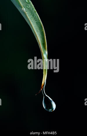 Water drop falling from tip of leaf in rainforest, South America Stock ...