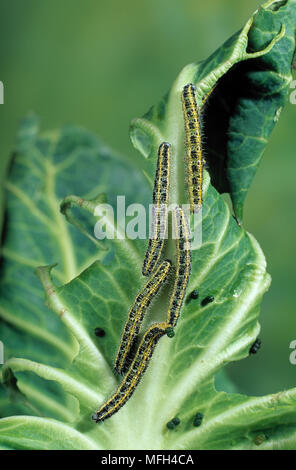 The larvae of the white cabbage butterfly Pieris brassicae destroy the ...