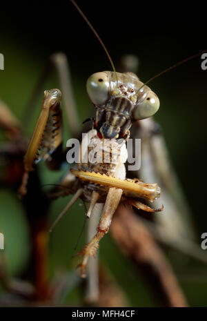 Praying Mantis eating prey, showing eyes and mouthparts, Madagascar ...