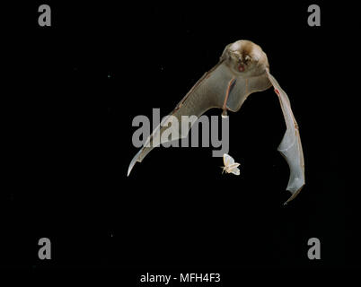 GREATER-HORSESHOE BAT catching moth Rhinolophus ferrum-equinum Sequence ...