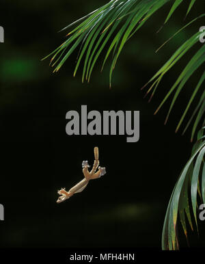 Flying Gecko (Ptychozoon sp) gliding Stock Photo - Alamy
