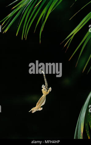 Flying Gecko (Ptychozoon sp) gliding Stock Photo - Alamy