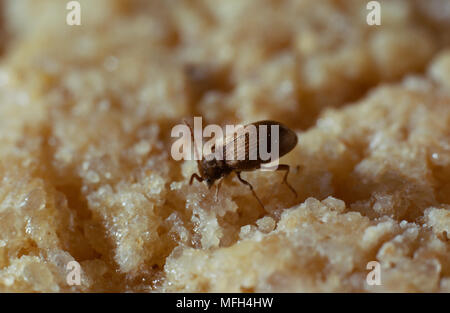 Australian spider beetle (Ptinus tectus) adult Stock Photo - Alamy