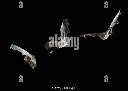 GREATER-HORSESHOE BAT catching moth Rhinolophus ferrum-equinum Sequence ...