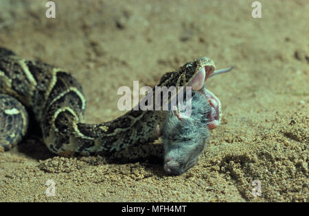Puff Adder (Bitis arietans) eating rodent prey Stock Photo - Alamy