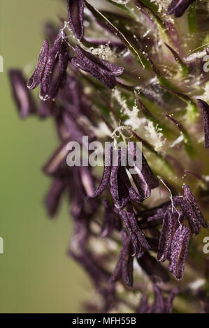 Flowering heads of timothy grass, Phleum pratense Stock Photo: 57188964 ...