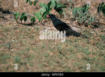 Black bird Piapiac - Ptilostomus afer African bird in the crow family ...