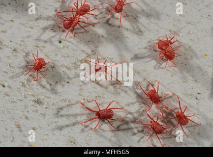 RED SPIDER MITE Acarina England Stock Photo - Alamy