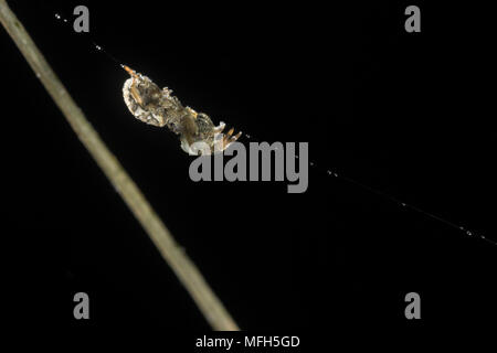 Hyptiotes paradoxus spider, family Uloboridae, on White Background ...