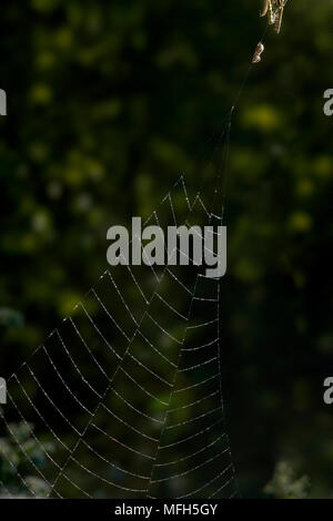 TRIANGLE WEB SPIDER male Hyptiotes paradoxus catching prey by ...