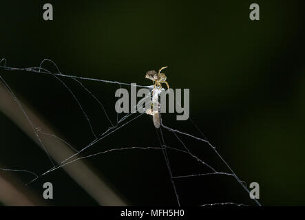 TRIANGLE WEB SPIDER male Hyptiotes paradoxus catching prey by ...