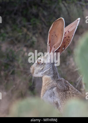Antelope Jackrabbit (Lepus alleni) in shade of cactus, Sonoran Desert ...