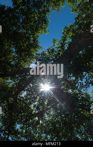 Beautiful view of shadows from rays of sun on white snow in garden on ...