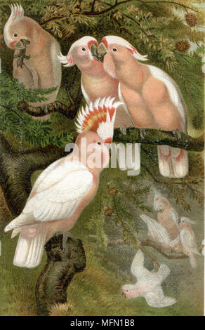 Major Mitchell's Cockatoo also known as Leadbeater's Cockatoo or Pink ...