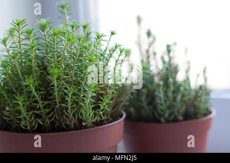 Sedum reflexum potted succulent plant near window close up Stock Photo ...