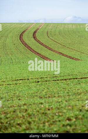 Tracks in the crops made by farm vehicles as they cross the farmer's ...