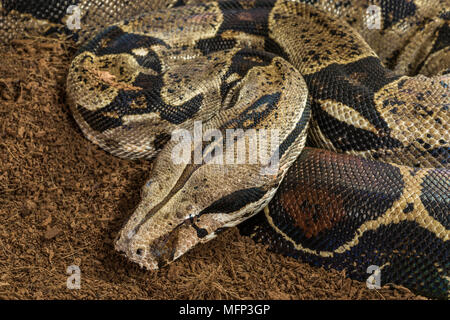 Boa constrictor imperator - nominal Colombia. Colombian redtail boas ...