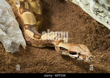 A Boa Constrictor Imperator snake Stock Photo - Alamy