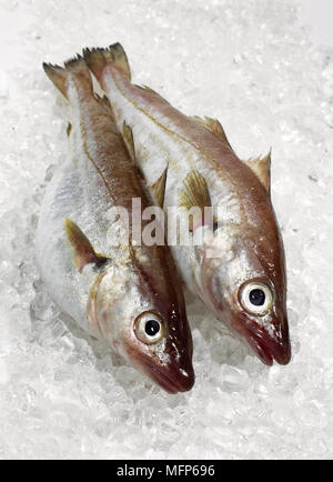 Fresh Whiting, merlangius merlangus, Fishes on Ice Stock Photo - Alamy