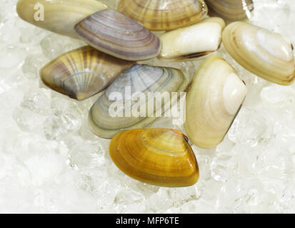 WEDGE SHELL donax trunculus ON ICE Stock Photo - Alamy