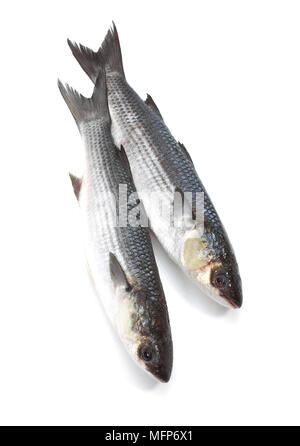 Mullet, chelon labrosus, Fresh Fishes on Ice Stock Photo - Alamy