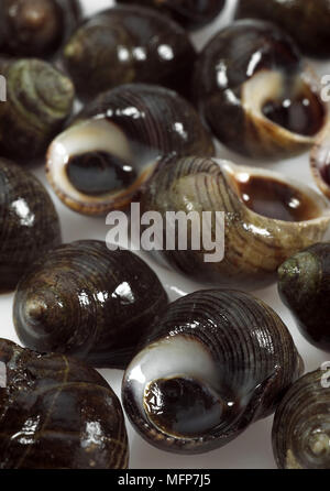 Common Periwinckle, littorina littorea, Shells Stock Photo - Alamy