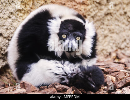 Female mongoose lemur, Eulemur mongoz, 24 years old, in front of white ...