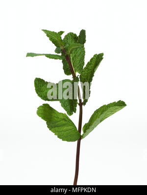 Mint, mentha sp. against White Background Stock Photo - Alamy