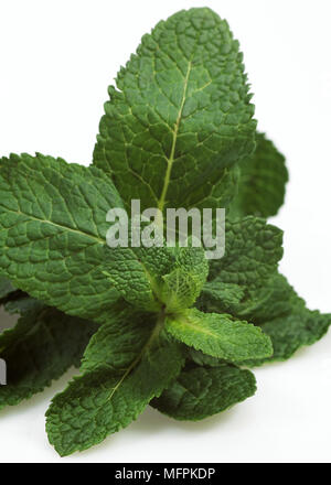 Mint, mentha sp. against White Background Stock Photo - Alamy