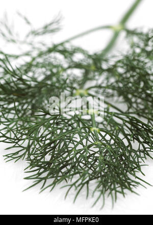 Dill, anethum graveolens against White Background Stock Photo - Alamy