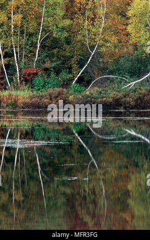 USA, Vermont, Stowe, birch trees around wetlands above the Toll House ...
