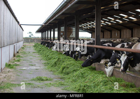 cows eating grass using zero grazing method Stock Photo - Alamy