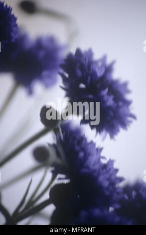 close up cornflowers Stock Photo - Alamy